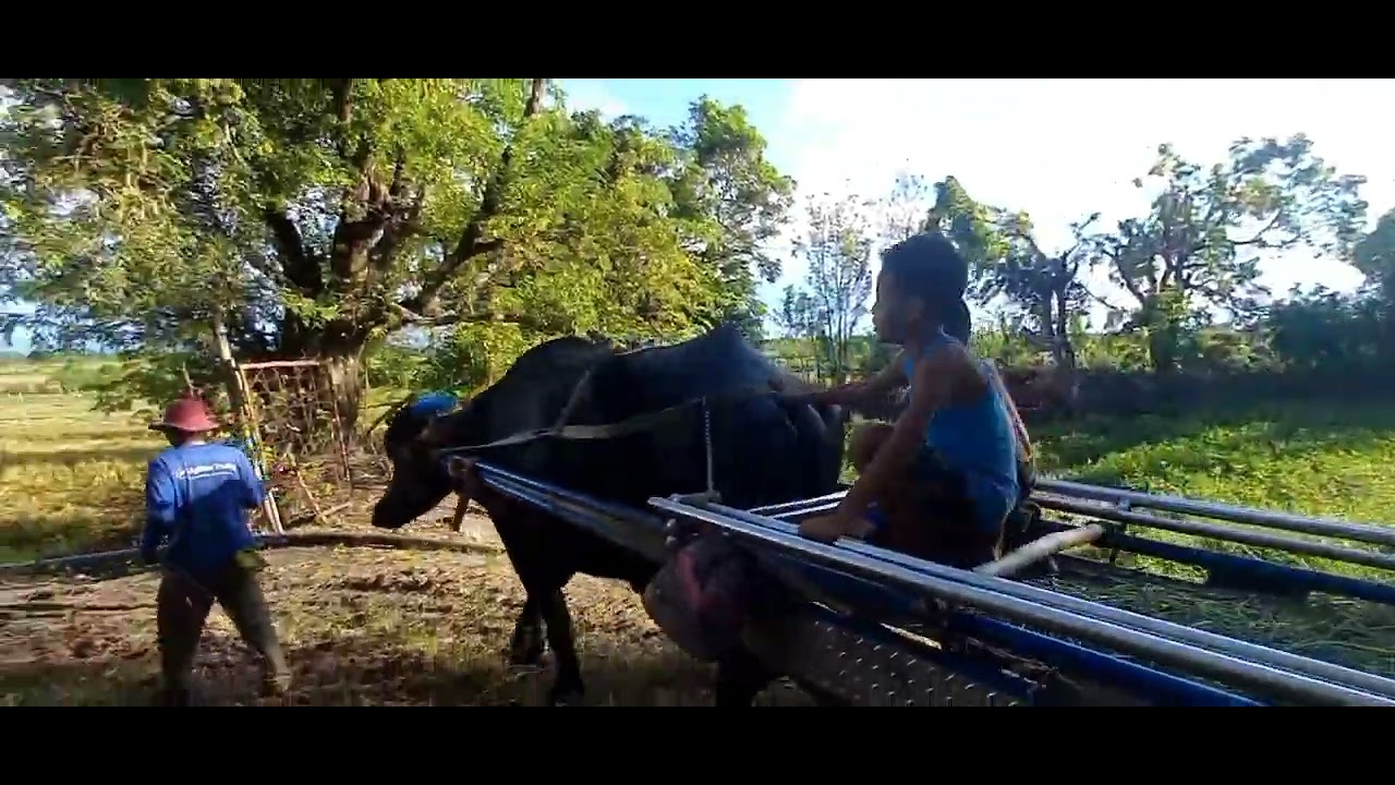 Pinaka malaking Kalabaw ️#satisfying #viral - YouTube