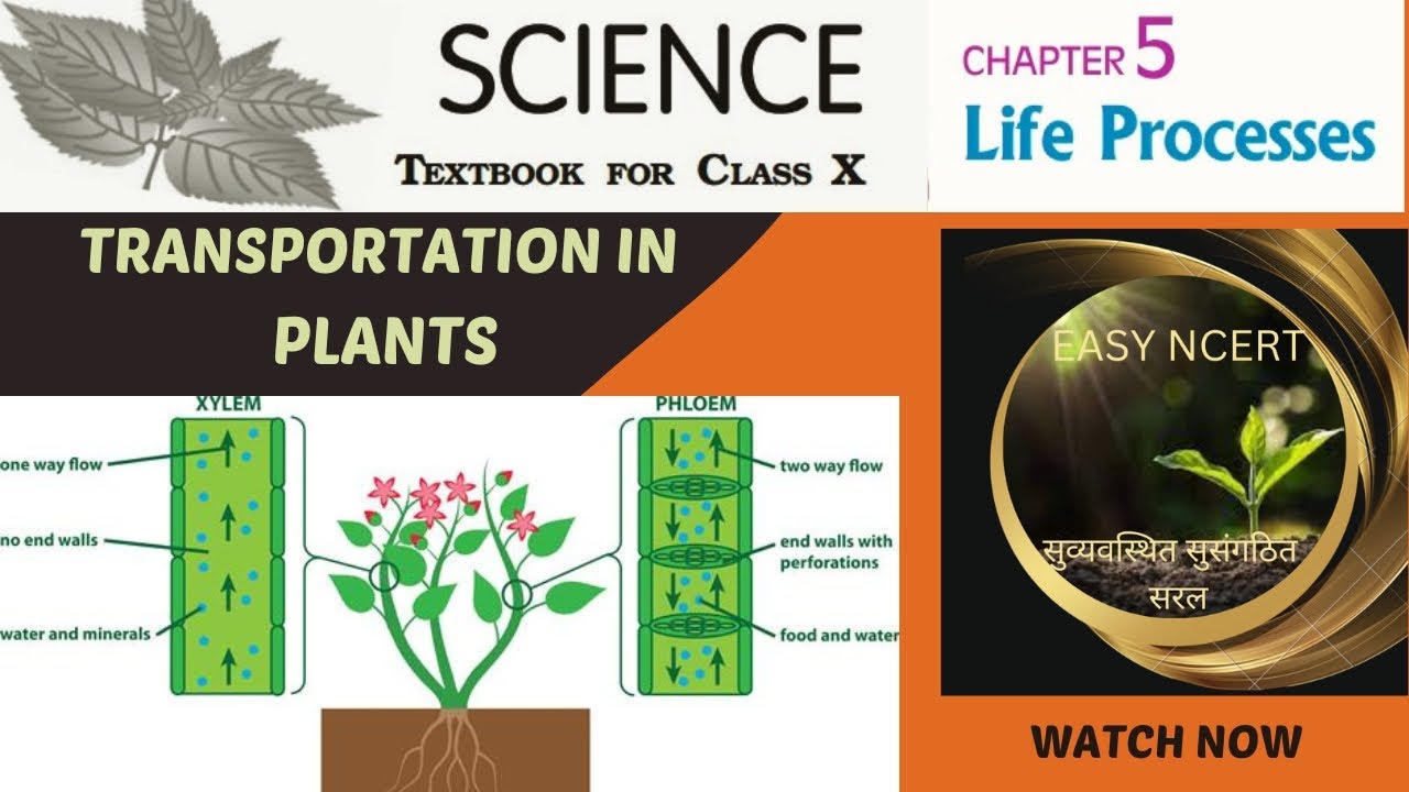 Transportation in Plants | Class 10 |Science -Biology Chapter 05 Life ...