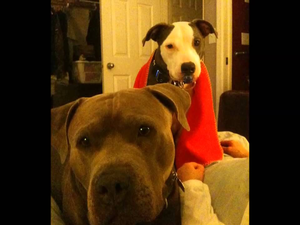 RIP Razer - The Best Pitbull Remembered - YouTube