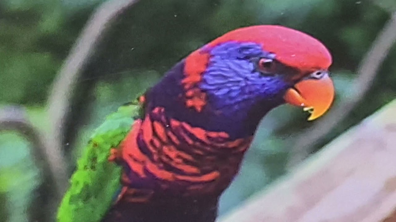 DUCKS AND PARROTS - YouTube