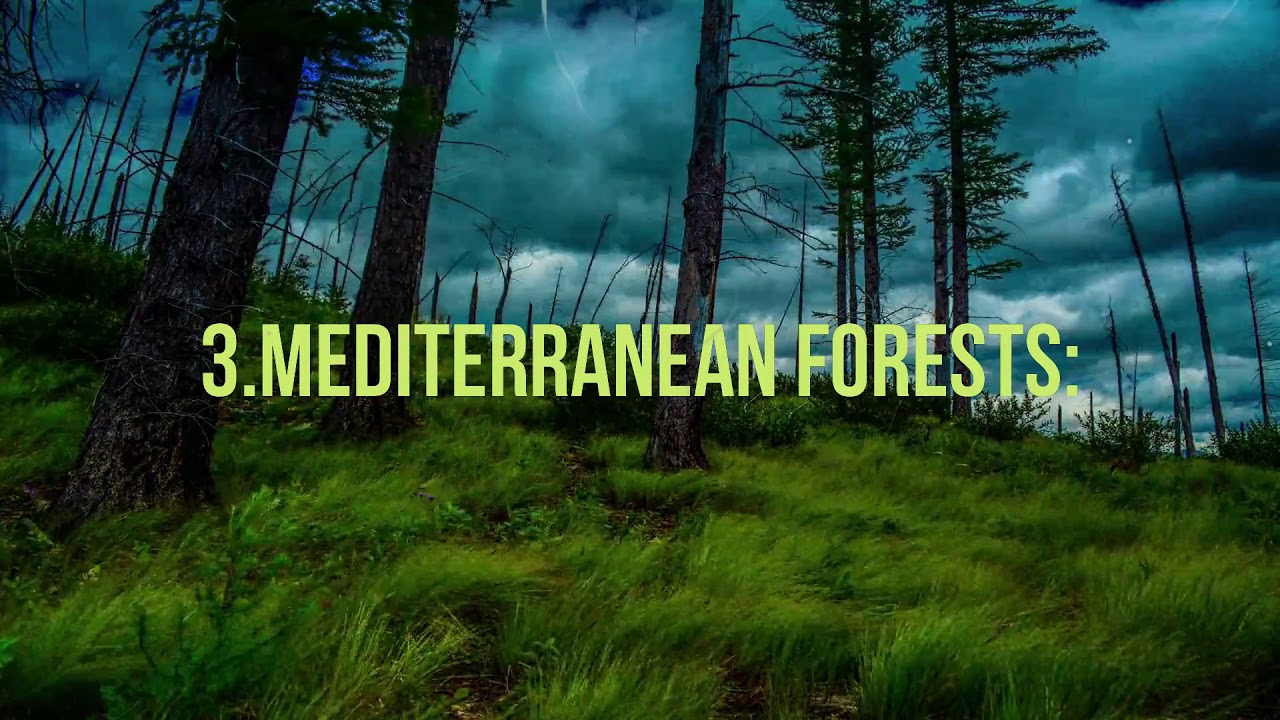 Top 6 Types of Forest (With Diagram) - YouTube