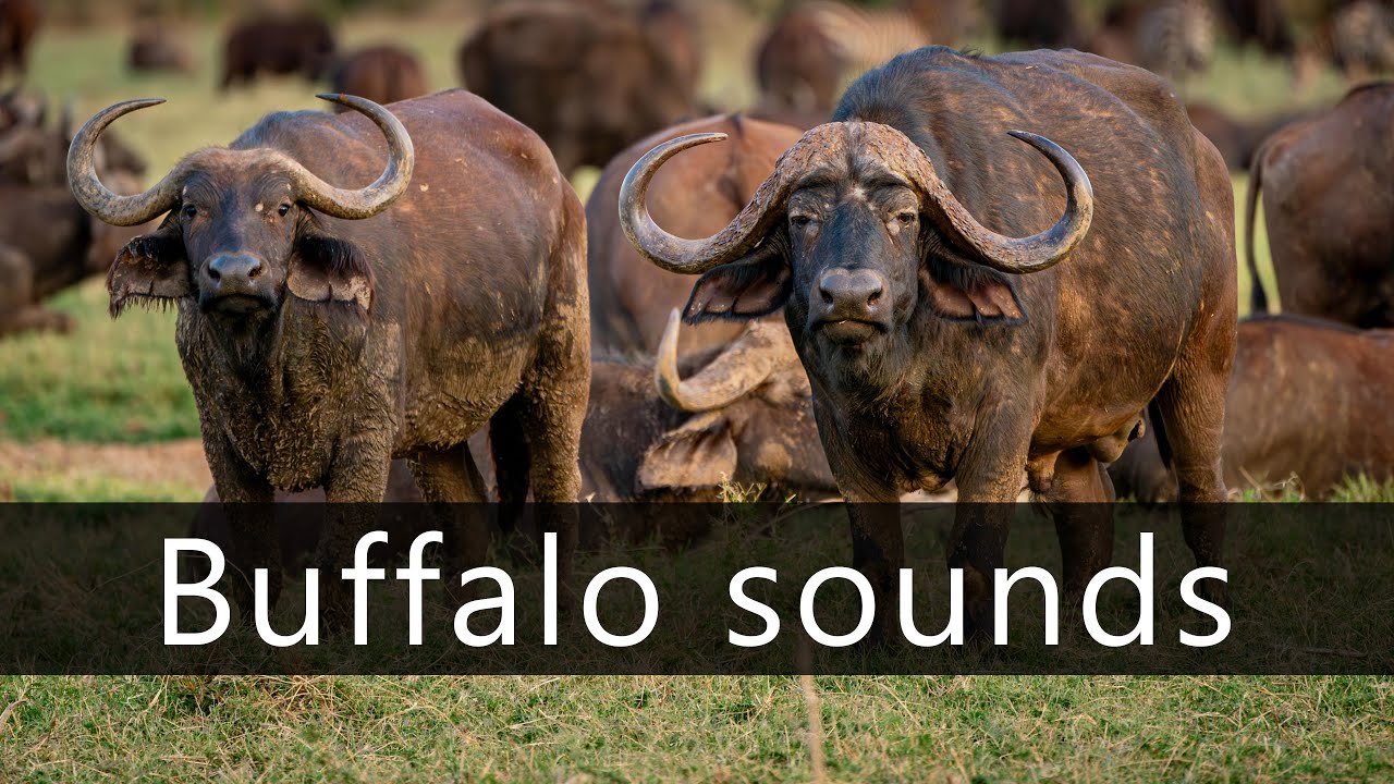 The sounds of a Buffalo herd in the African bush - YouTube