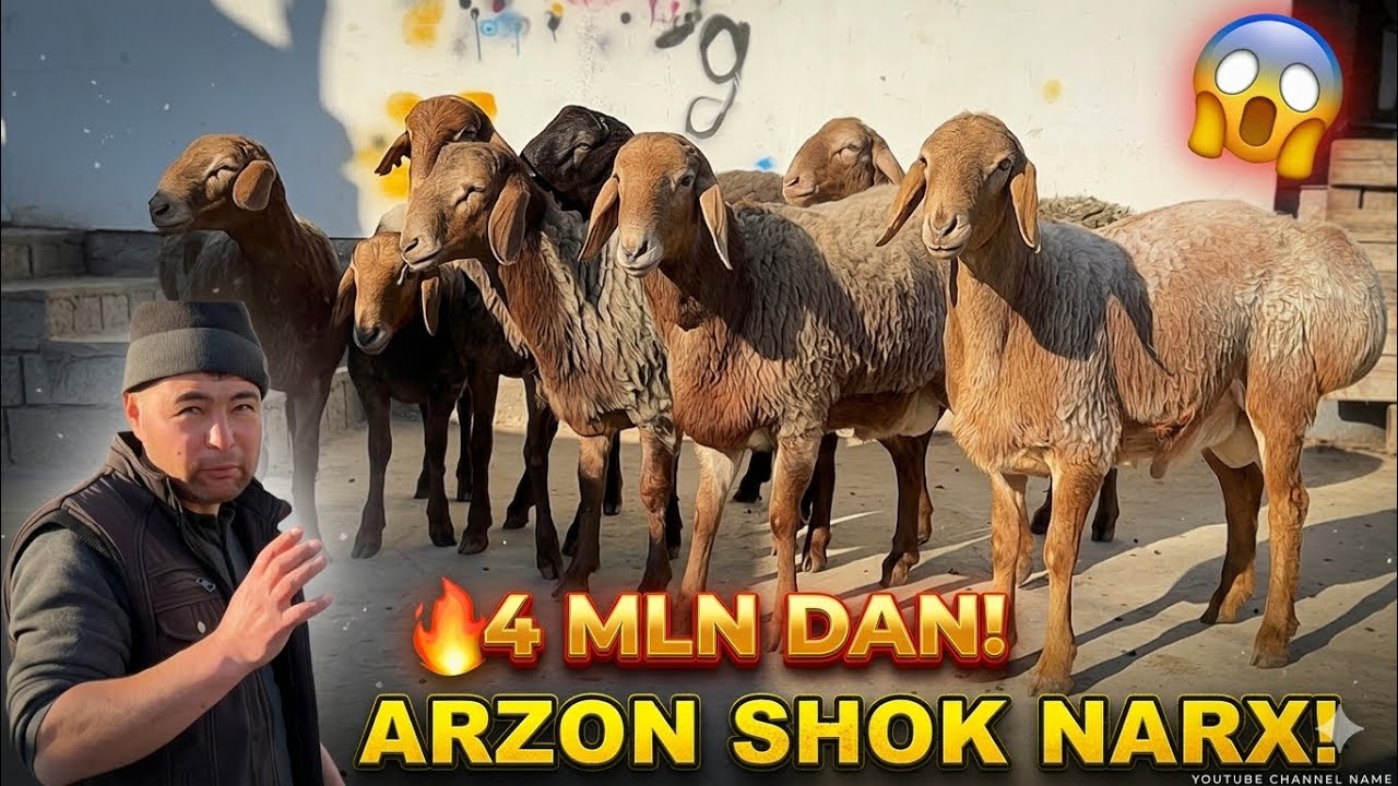 🔥 Anvar akadan XISORI QÒCHQORLAR – Narxi Shok! 4 MLN DAN! - YouTube