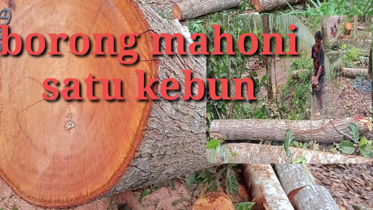 tebang mahoni sama bendo borong satu kebun - YouTube