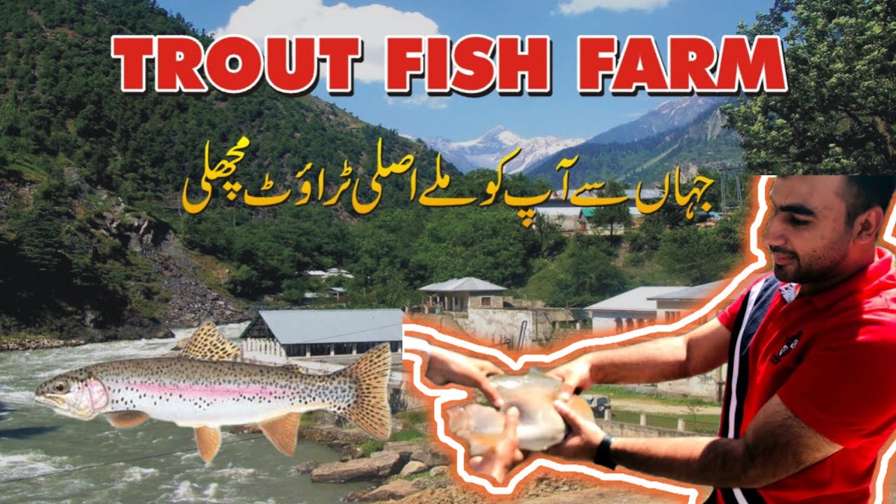 Trout Fish Farming In Naran | Trout Fishing In Naran | Naran Ep-03 ...