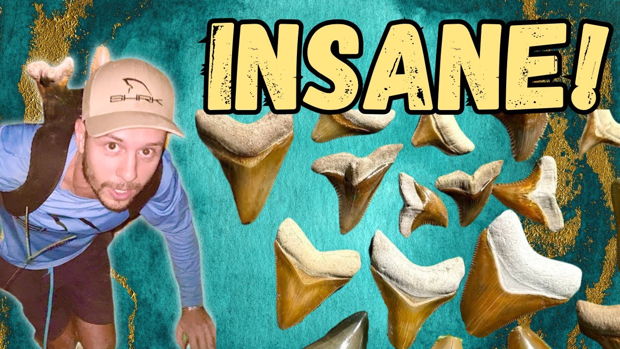 Most Colorful Shark Teeth in the WORLD?! Finding Megalodons in Bone ...