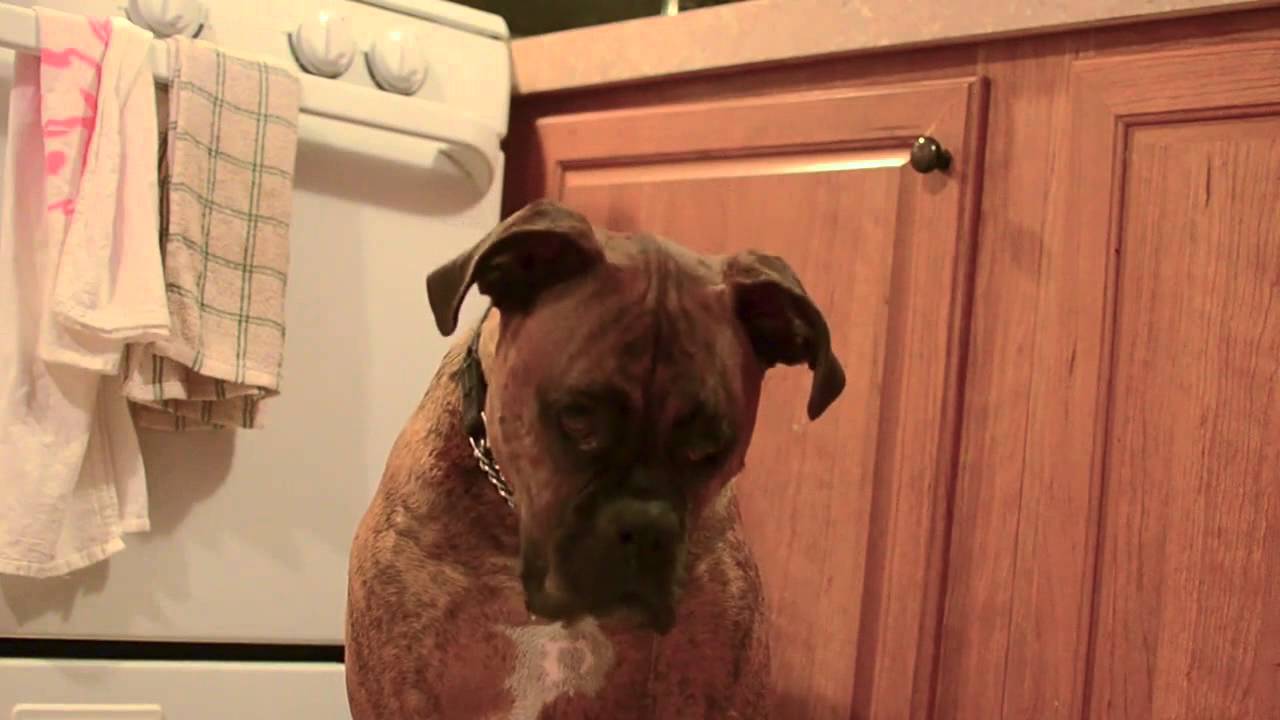 Boxers drool - YouTube