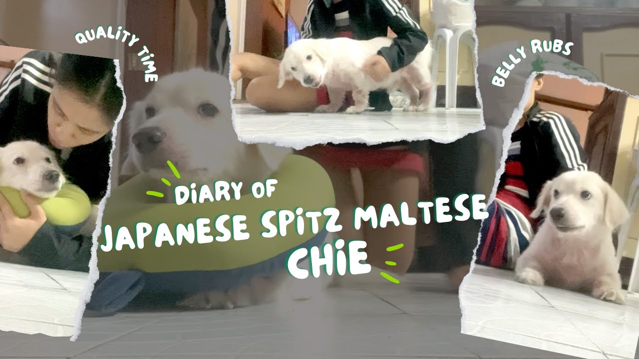 JAPANESE SPITZ MALTESE MIX Quality Time with Fur Parents - YouTube