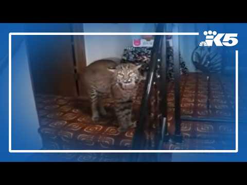 RAW: Kirkland homeowner finds bobcat inside home