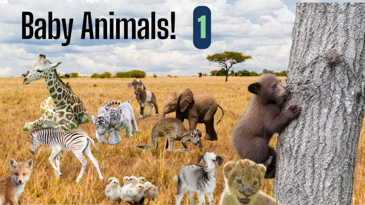 Meet the Baby Animals! Fun Animal Learning for Kids - YouTube