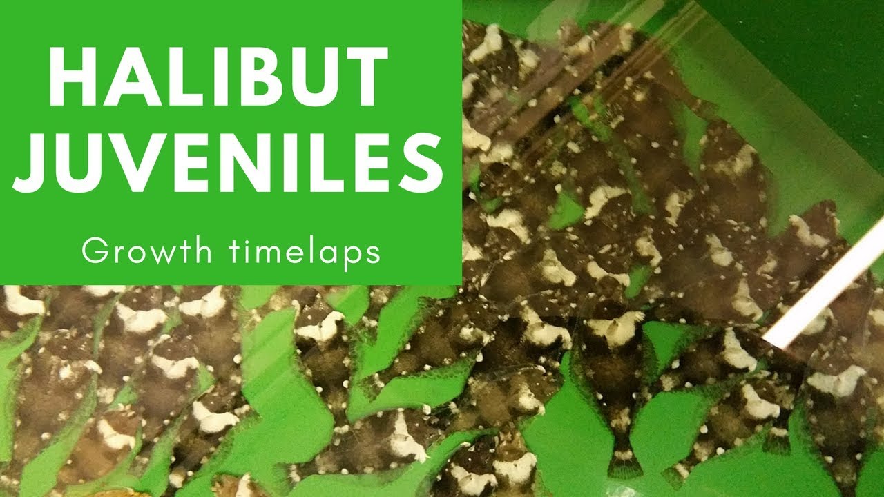 Growth of Halibut Juveniles over 1 month. 550% growth. - YouTube