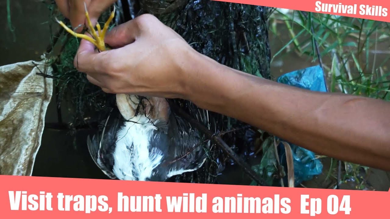 Survival Skills | Visit traps, hunt wild animals- Episode 4. - YouTube