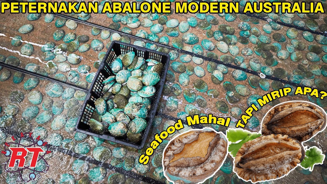 PETERNAKAN ABALON MODERN | BUDIDAYA DAN PEMANENAN ABALON DI PETERNAKAN ...