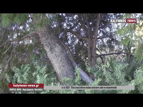 Ένα επικίνδυνο πεύκο απέναντι από το στρατόπεδο στο Δάμο. (video ...