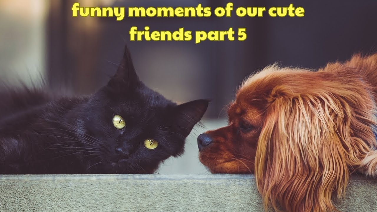 Animal Comedy Show: Fun Moments with the Funniest Animals part 5 - YouTube