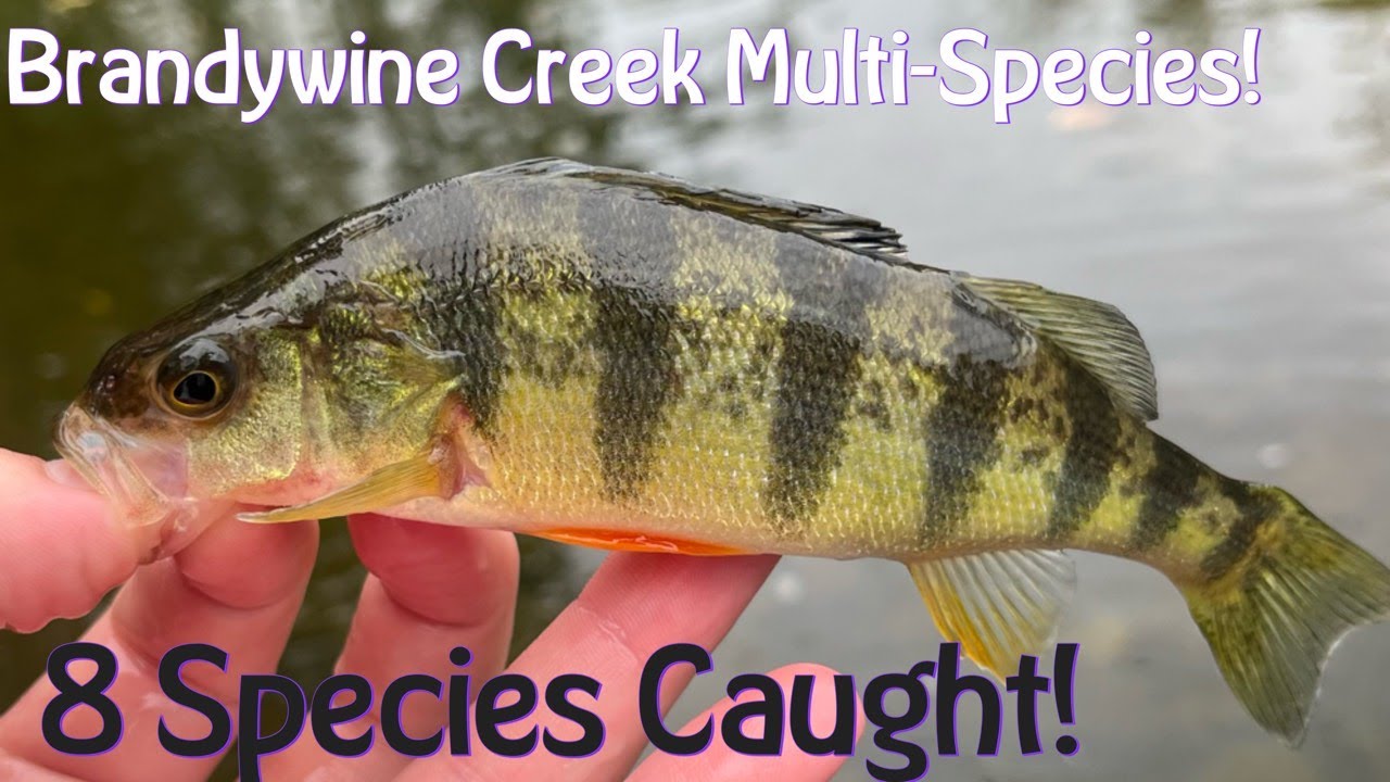 Multi-Species Fishing A New Spot On Brandywine Creek! (8 SPECIES CAUGHT ...