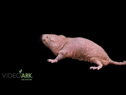A naked mole rat (Heterocephalus glaber) at the Lincoln Children’s Zoo ...