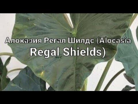 Алоказия Регал Шилдс - YouTube