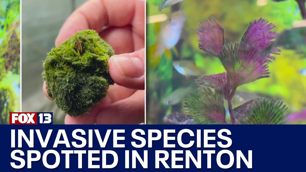 Invasive species spotted at Renton aquarium wholesaler | FOX 13 Seattle ...