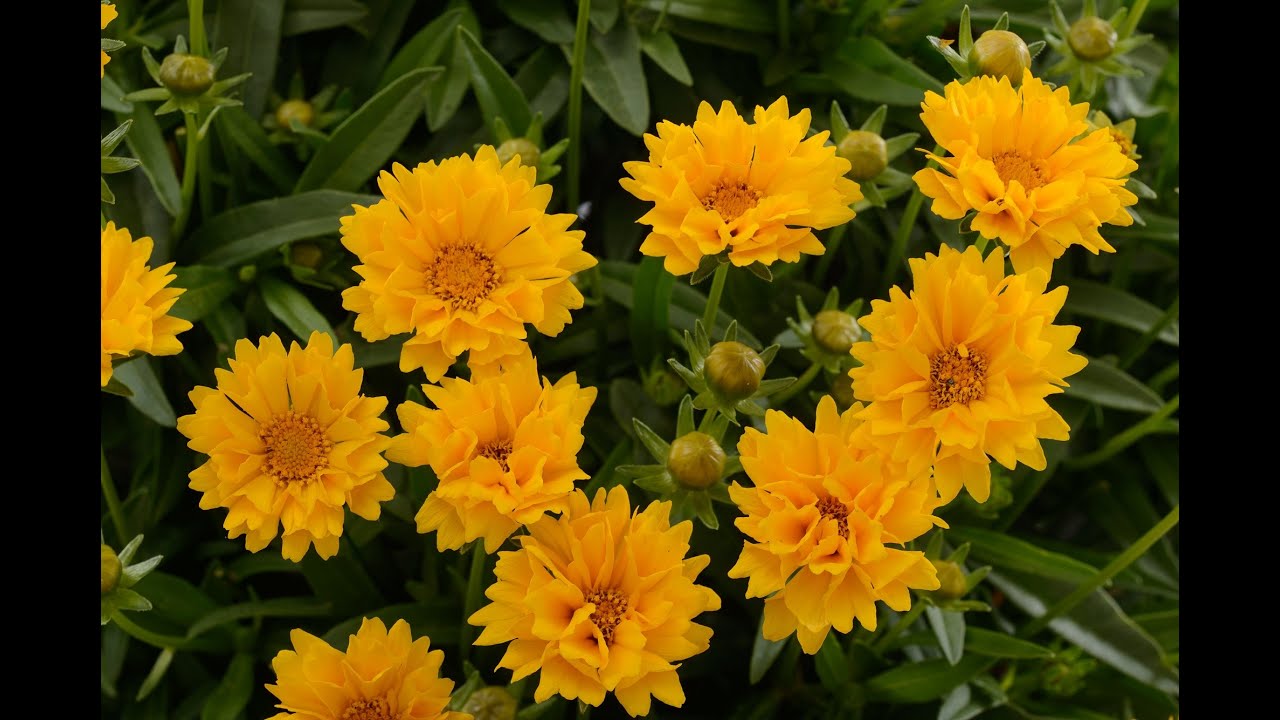 Coreopsis Solanna™ Series - YouTube