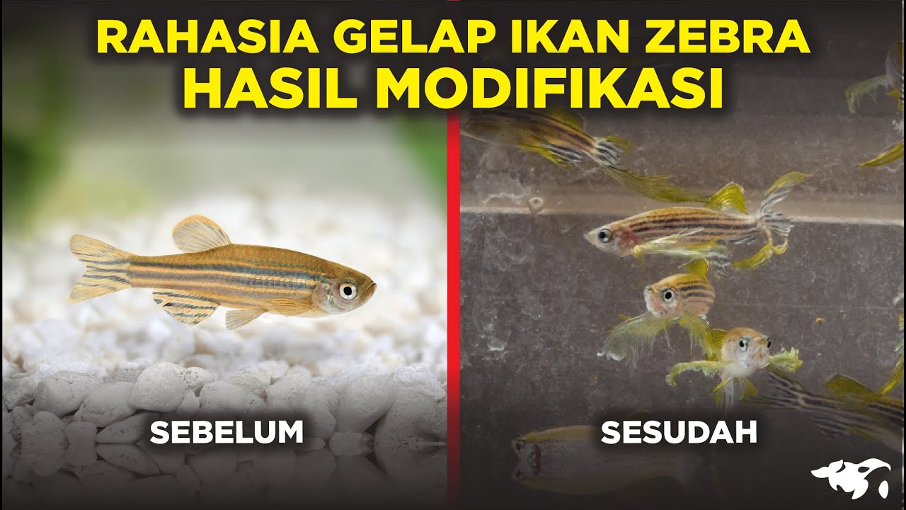 RAHASIA GELAP IKAN ZEBRA HASIL MODIFIKASI JADI ANEH - YouTube