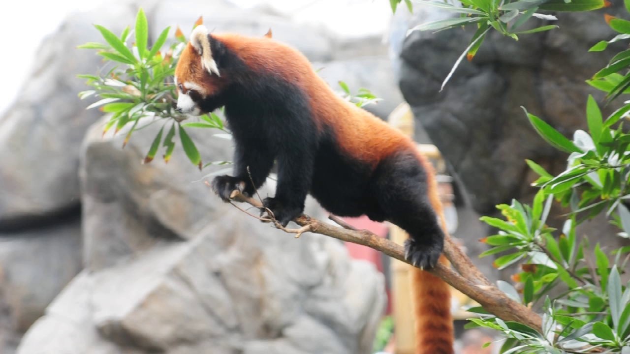 Ocean Park Panda - YouTube