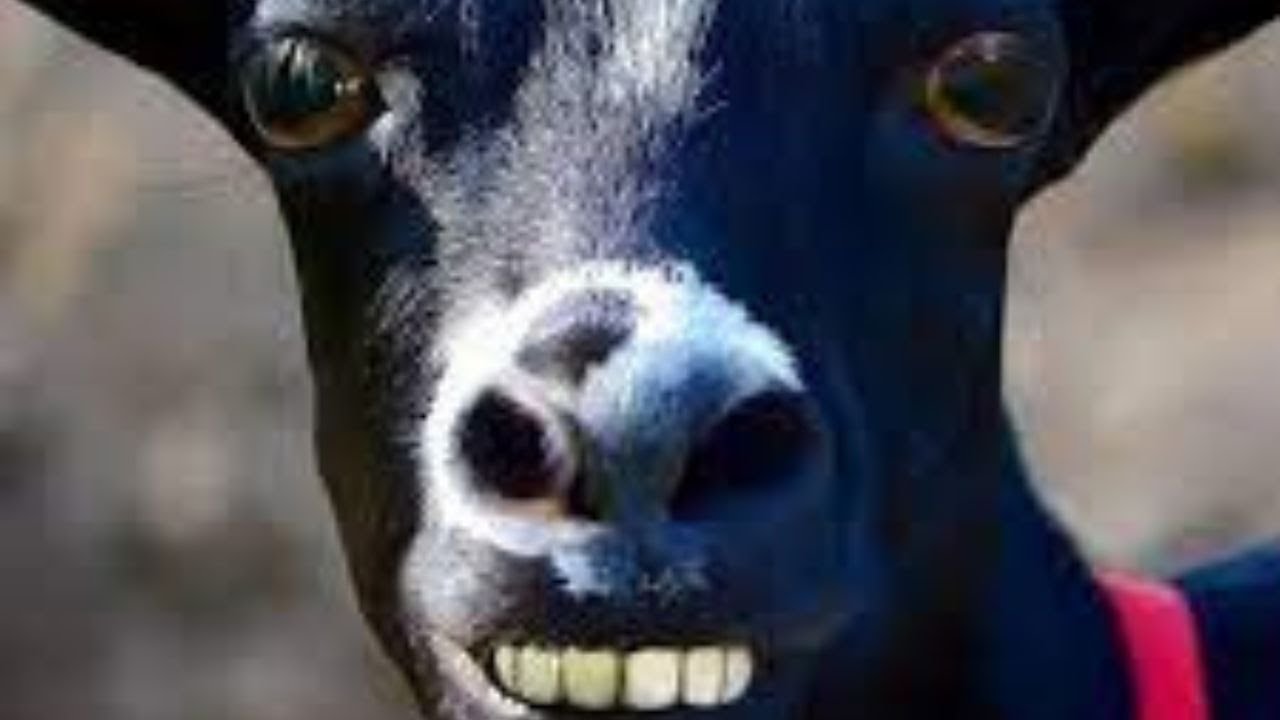 These goats sound like humans... Let's add drums. - YouTube