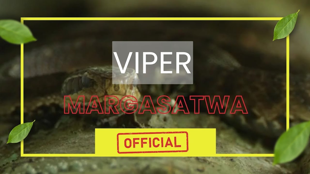 take a closer look at the viper snake I melihat lebih dekat ular viper ...
