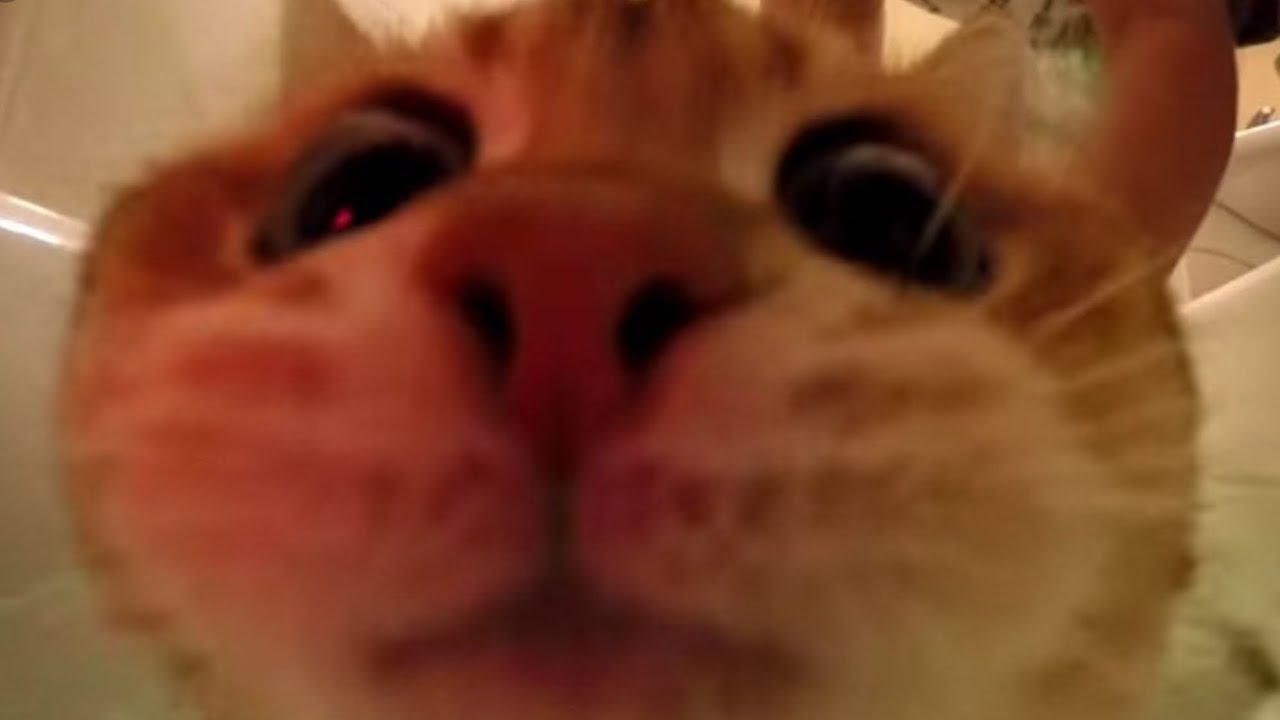 Npesta raging for 33 seconds - YouTube