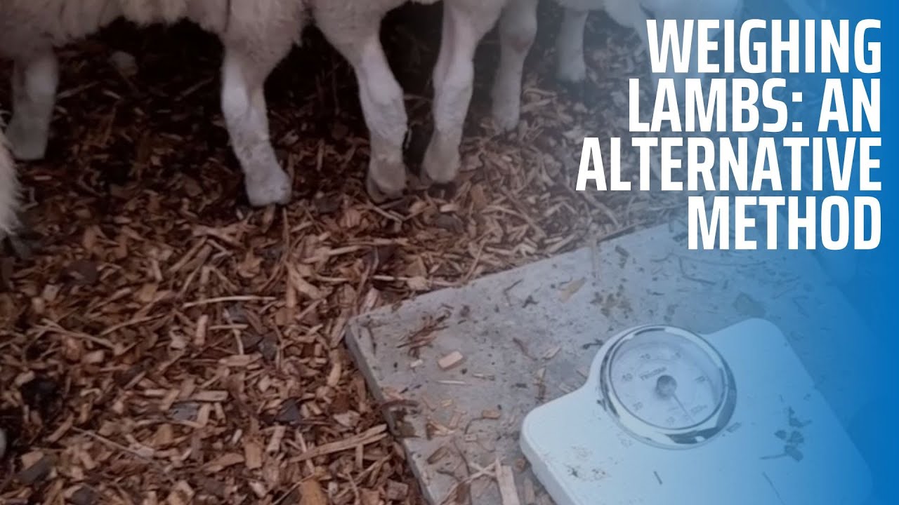 Lamb Weighing: An Alternative Method - YouTube
