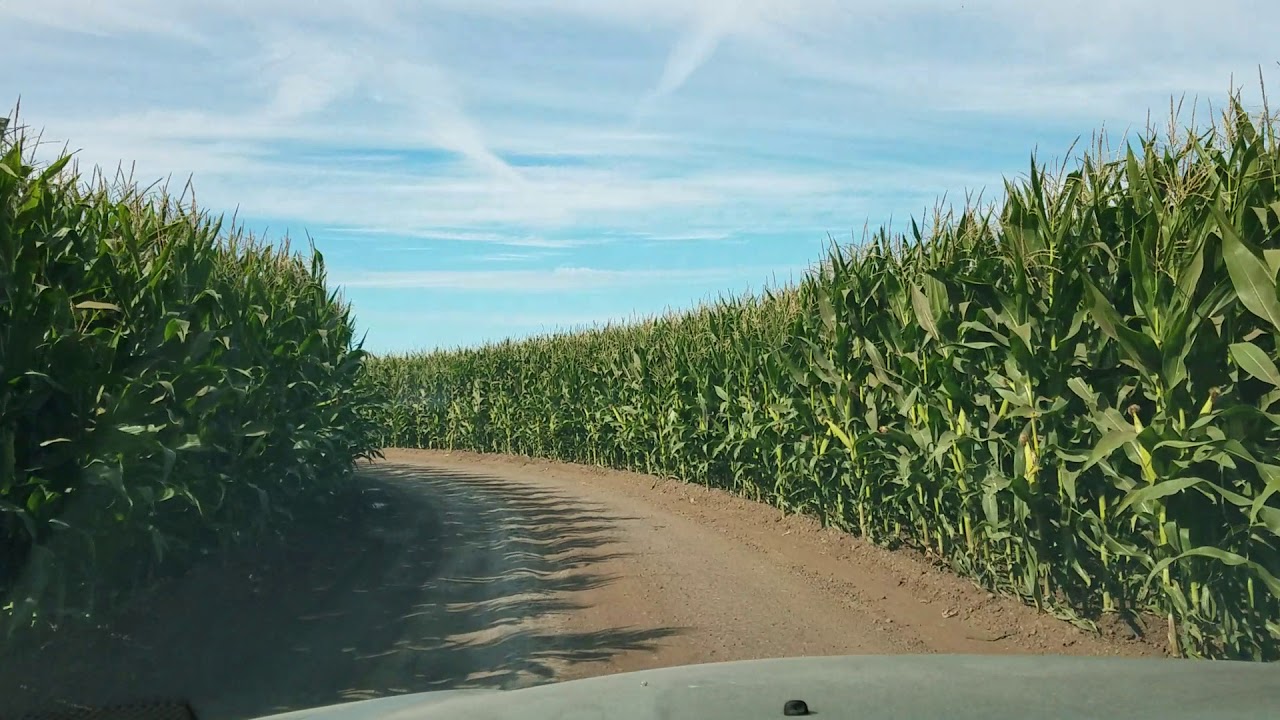 driving through the cornfield - YouTube