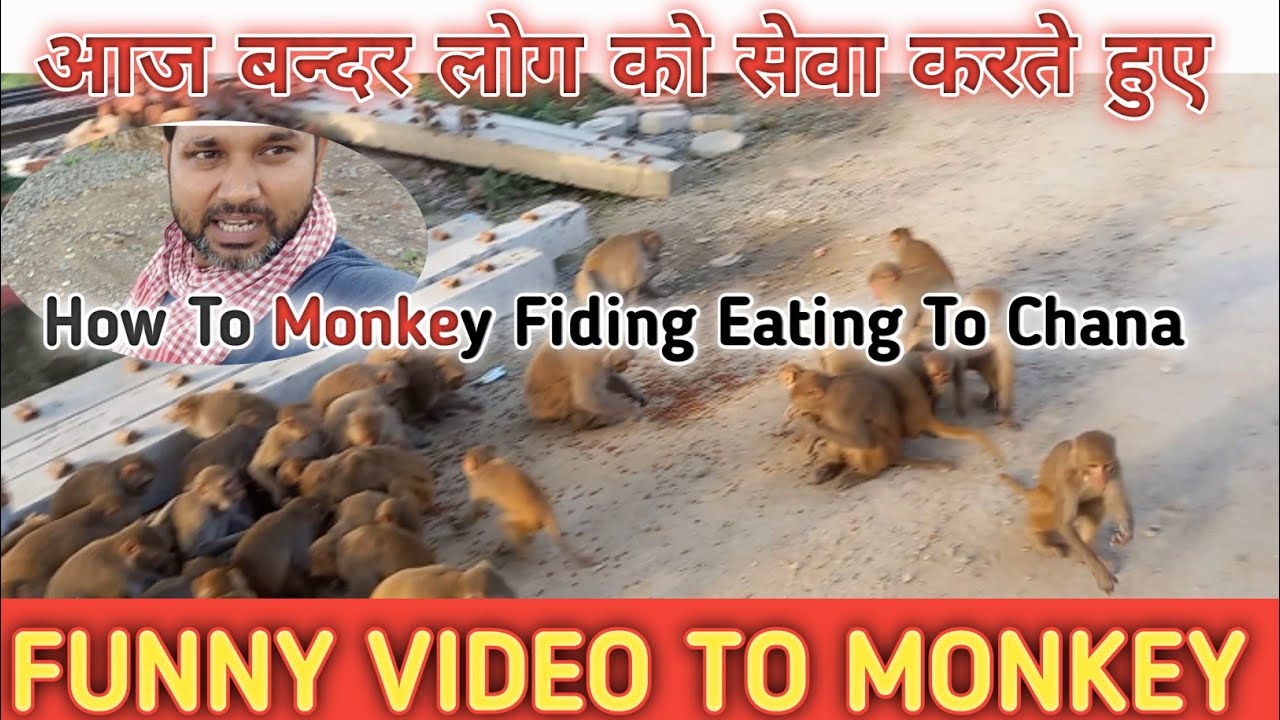आज बन्दर लोग को चना खिलाया||How to monkey eat to chnaa|| monkey funny ...