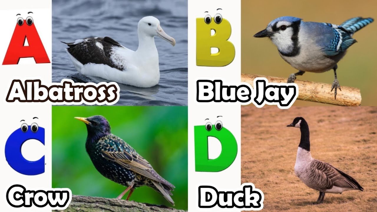 Birds ABC Song | Birds Alphabet Song for Kids | Alphabet Letters ...