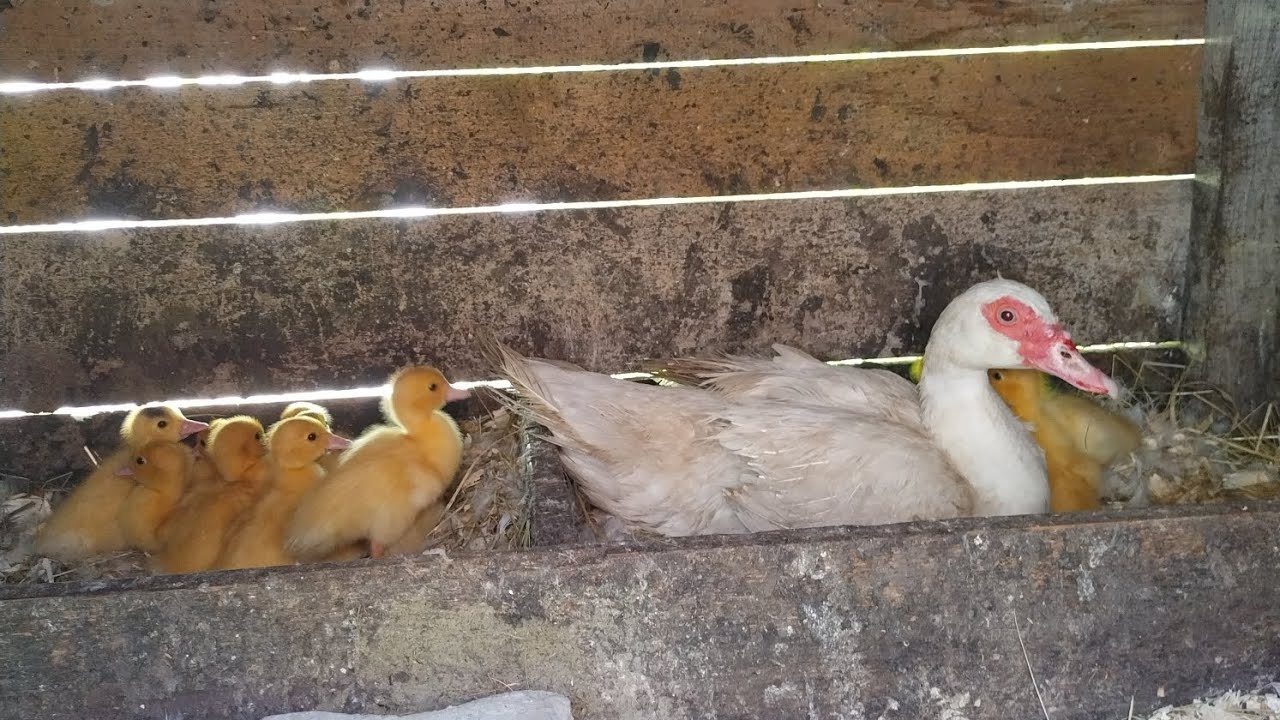 Kačín, kačky, KÁČATKA 😍. #zvieratá #kacky #kacatka #ovce #koza #farma # ...