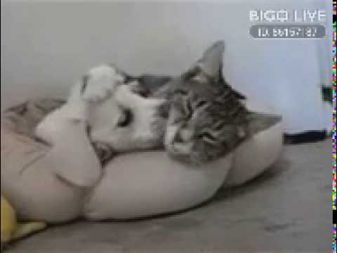 That just made my day  #bigovlog