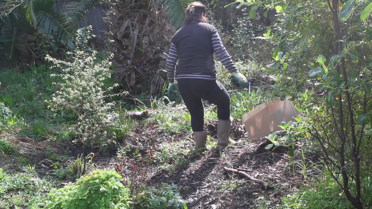 Spring Preparation for Rongoa | Indigenous Plant Medicine - YouTube