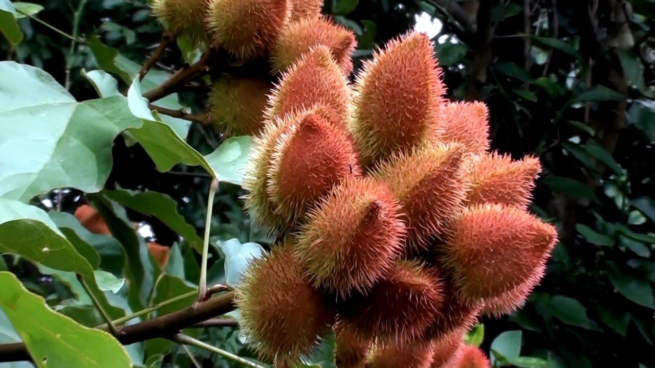 URUCUM, URUCU (BIXA ORELLANA), COLORAU. AÇAFROA, ANNATTO LIPSTICK ...