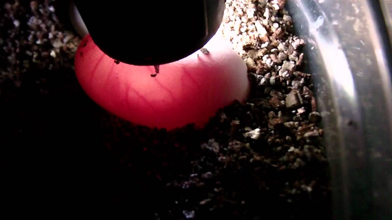 Corn Snake embryo moving inside egg - YouTube