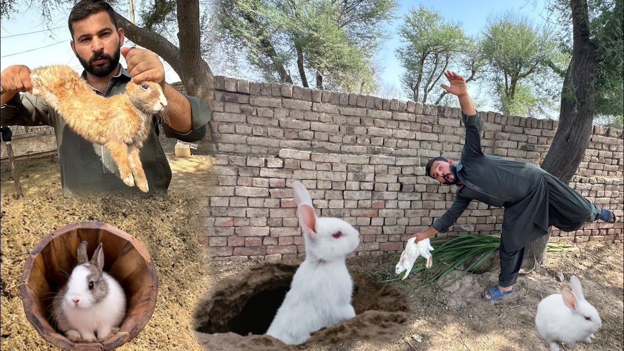 New Rabbit House Ban Giya rabbit 🐇 Rabbit Bhag Gy 😲 #vlog - YouTube