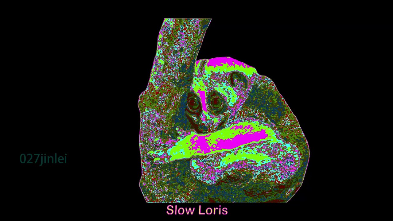 Slow Loris Loris lento - YouTube