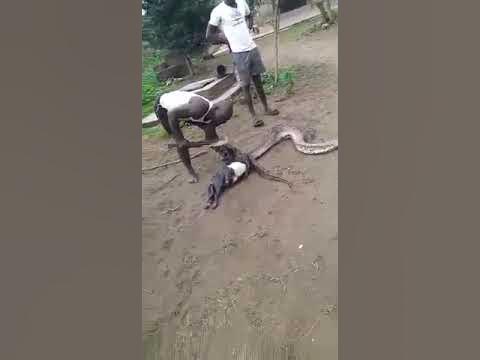 incredible python swallowed goat. - YouTube