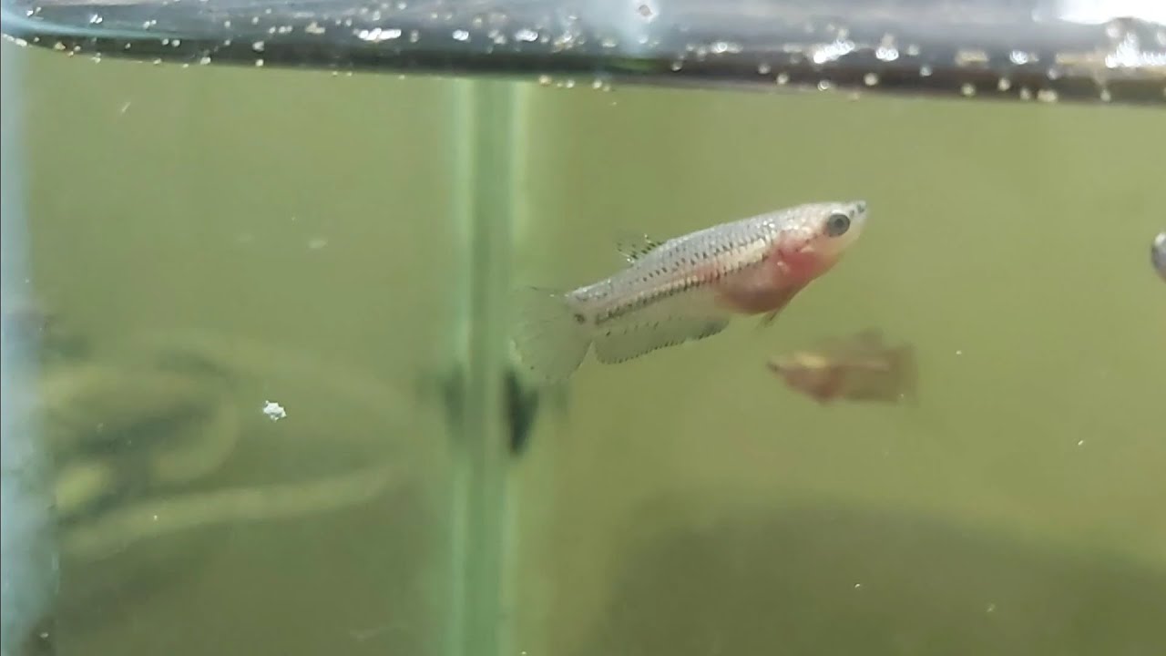 BETTA Fish Fry Eat - YouTube