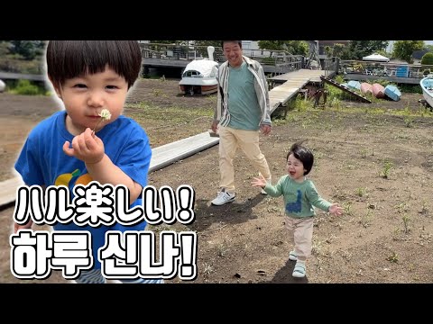 [생후17개월]할아버지와 할머니와 하루. 웃음이 끊이지 않는 일상[生後17ヶ月]じーじとばーばとハル、笑顔が絶えない日常