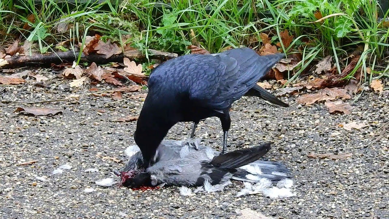 কাকের আক্রমণে একটা বাচ্চা মারা গেলে😭...If a child dies from a crow ...