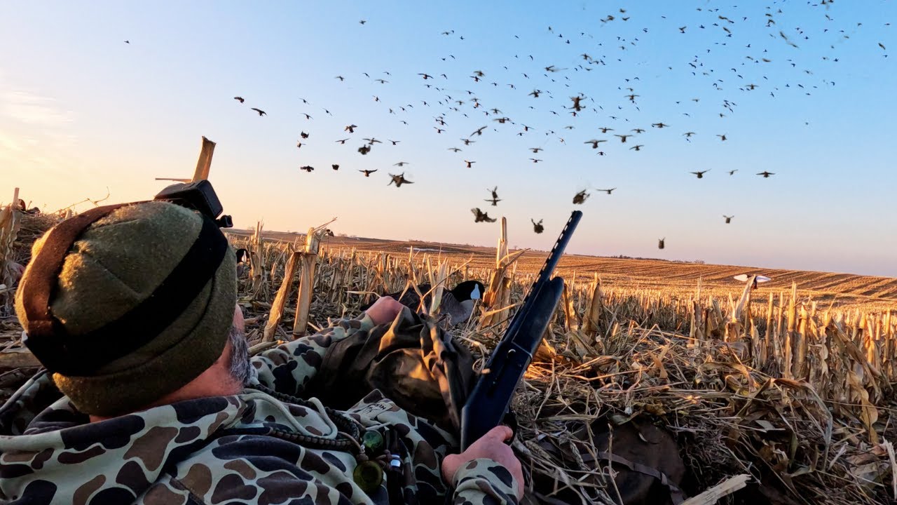 The PERFECT Mallard Field Hunt in the Corn! - YouTube