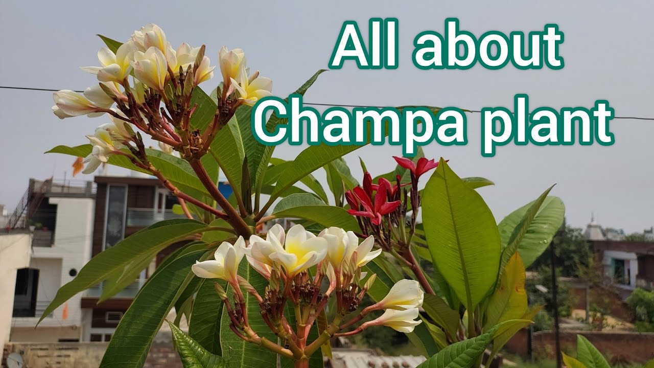 champa plant care || champa plant care in pots | all you need to know ...