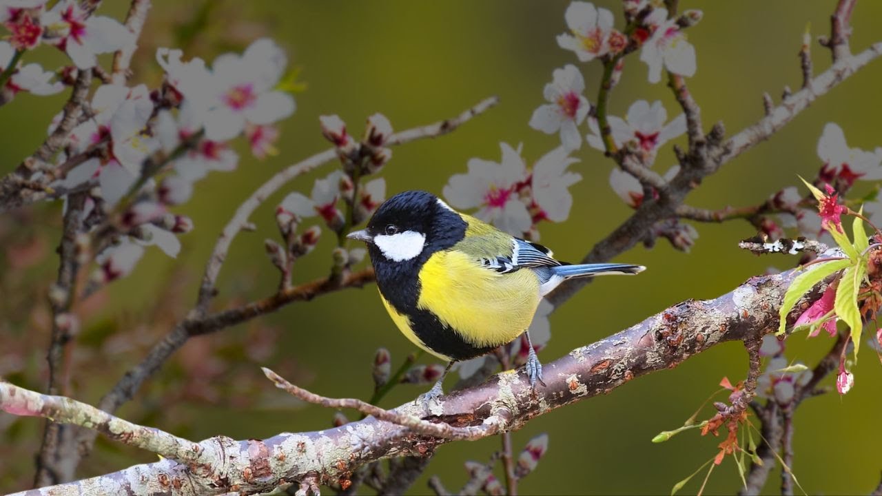 Birds Sound - 3 ώρες χαλάρωσης όμορφου πουλιού, οι ήχοι της φύσης ...