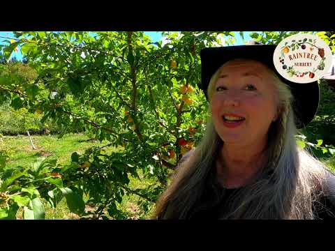 How Close To Plant Plum Trees For Pollination