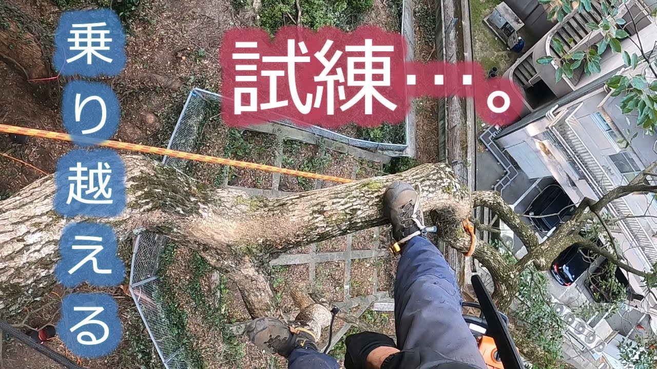 【Tree climbing】色んな事を挑戦できた伐採！Challenging logging - YouTube