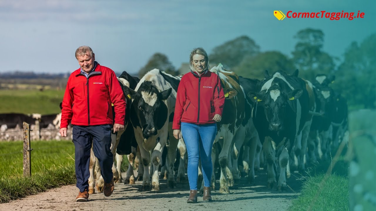 Saving Irish farmers time, money and hassle | Cormac Tagging - YouTube